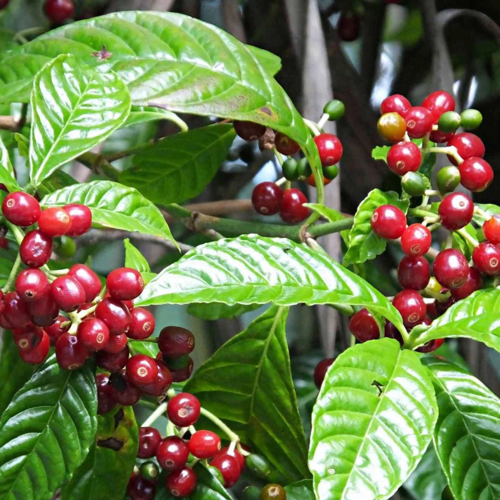 O que é Café Arábica?